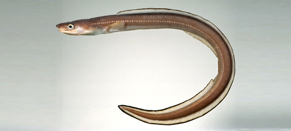 ATA Seafood – The finest quality from around the world