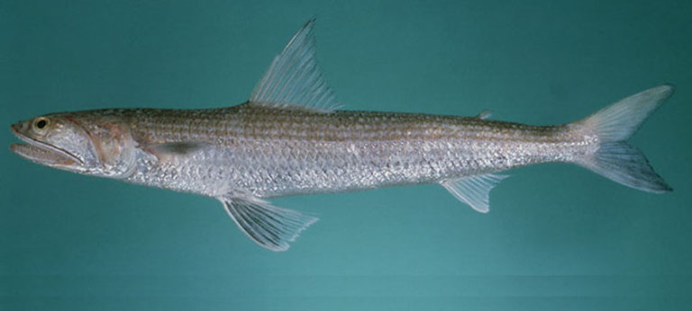 ATA Seafood – The finest quality from around the world