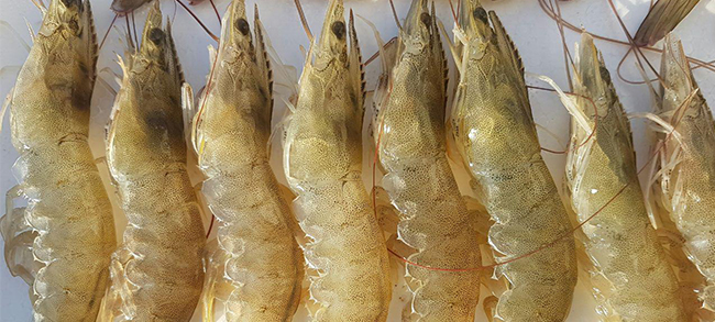 ATA Seafood – The finest quality from around the world